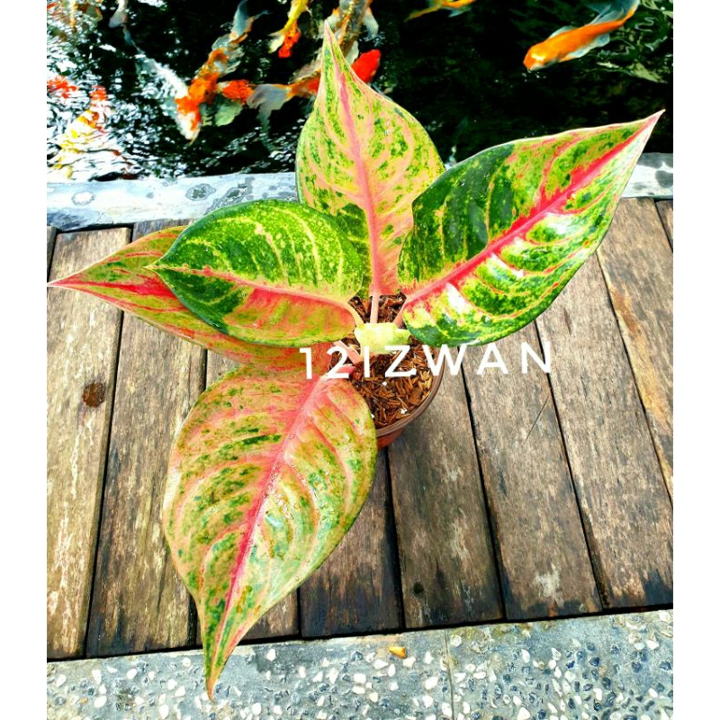 Pokok Hiasan Hidup Aglonema/ Aglaonema/ Chinese Evergreen 7 Colour ...