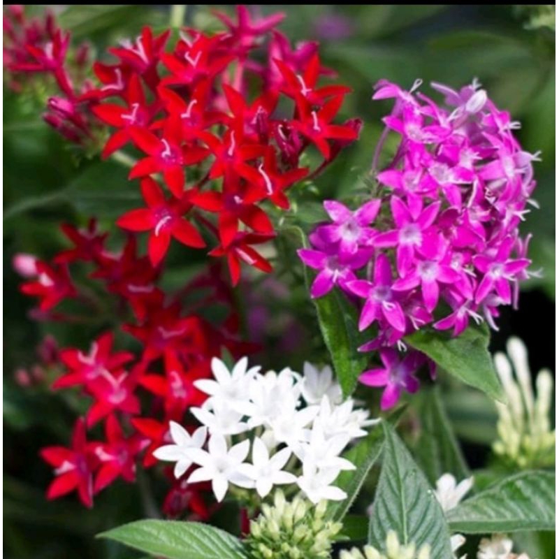 Bunga Pentas (Bunga Lebah Kelulut) | Shopee Malaysia
