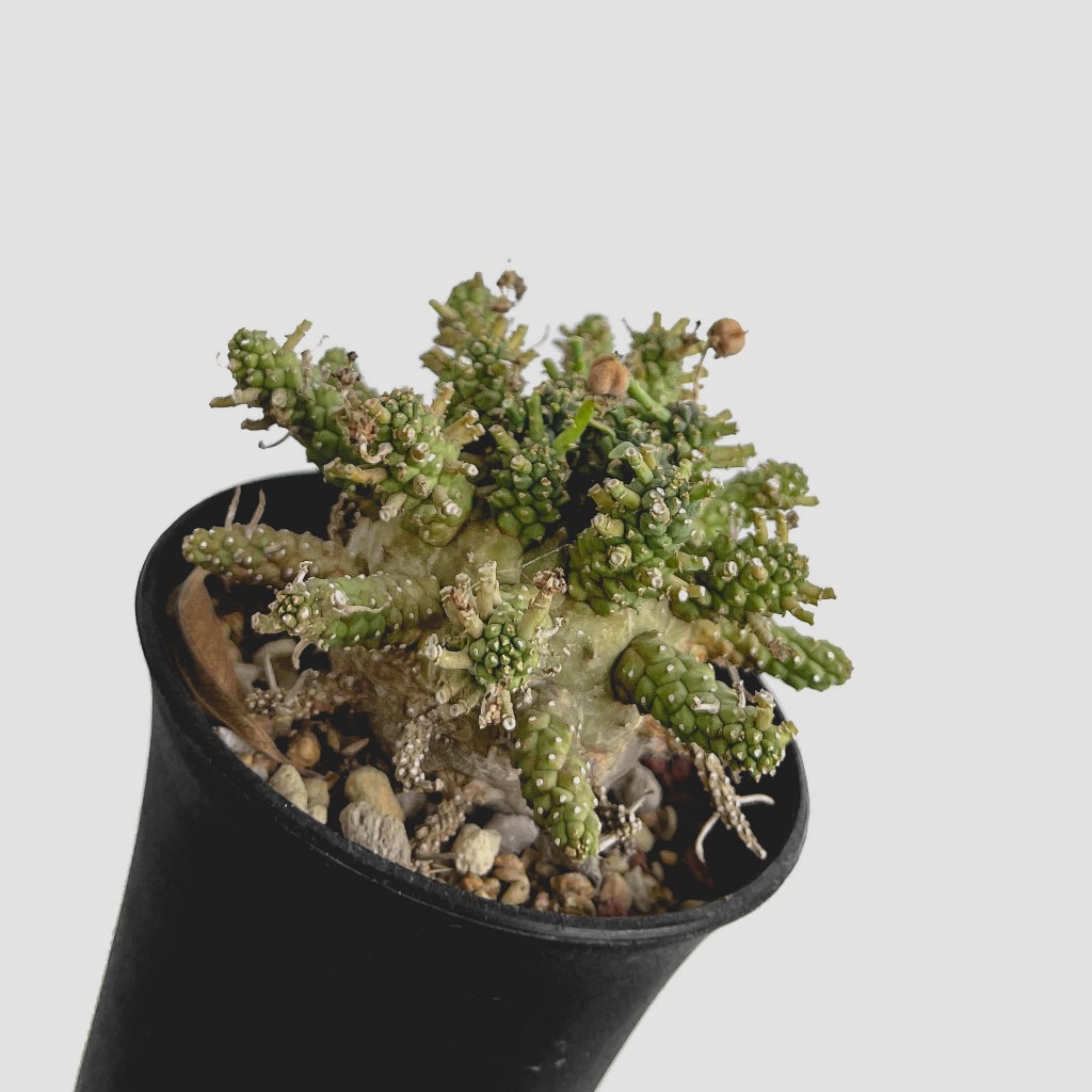 zac.culent - Euphorbia gamkensis (Caudex Succulent) | Shopee Malaysia