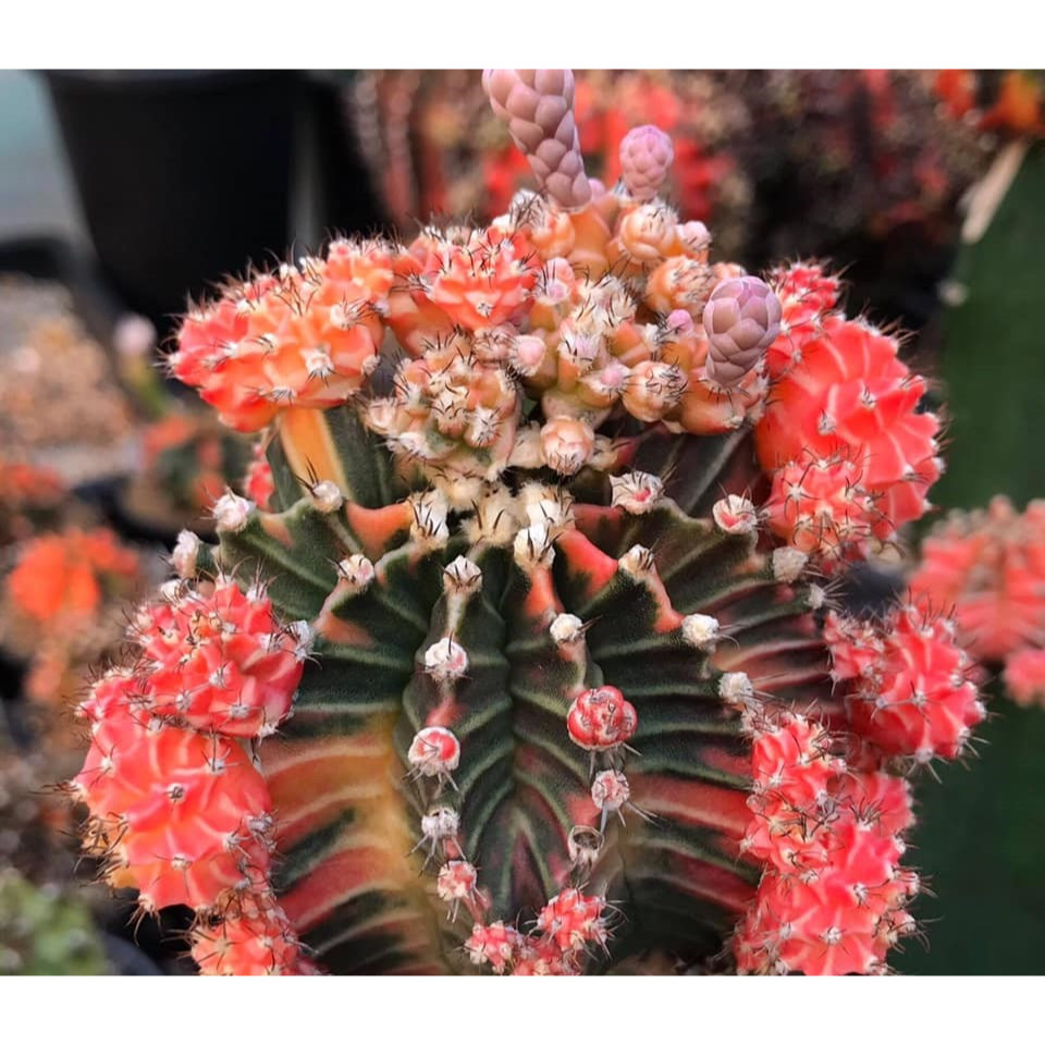 GYMNOCALYCIUM PASTEL ID CACTUS (OFFSETS WITH SHORT ROOTS) | Shopee Malaysia
