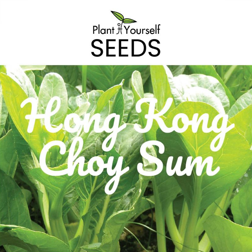 BENIH Sawi Bunga Hong Kong / SEEDS Hong Kong Choy Sum / 种子 - 香港菜心 (13 ...