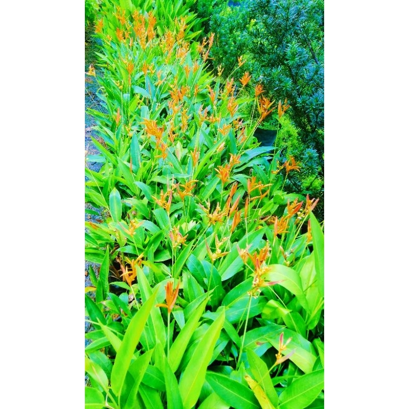 pokok heliconia , Outdoor, pokok landskap. | Shopee Malaysia