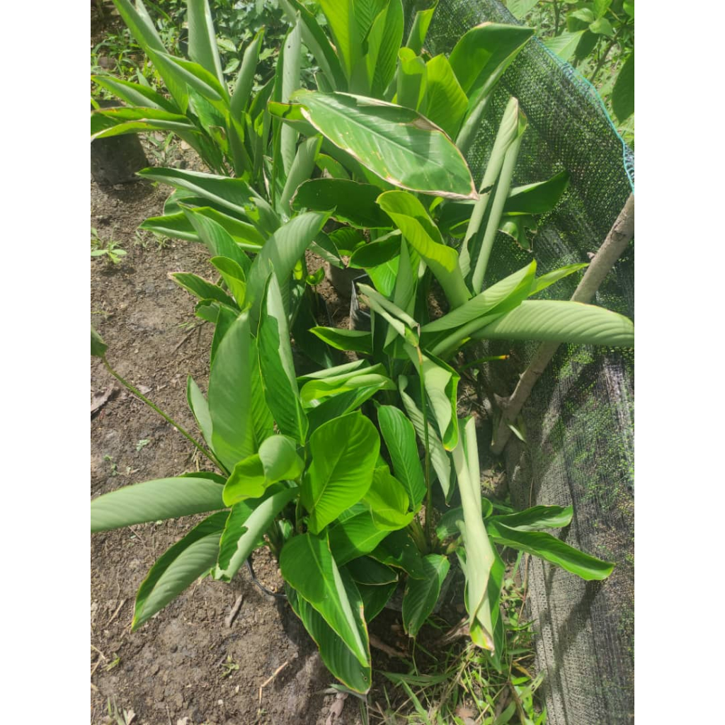 Pokok Lerek / Anak Pokok Lerek / Daun Lerek untuk lemang / Pokok untuk ...