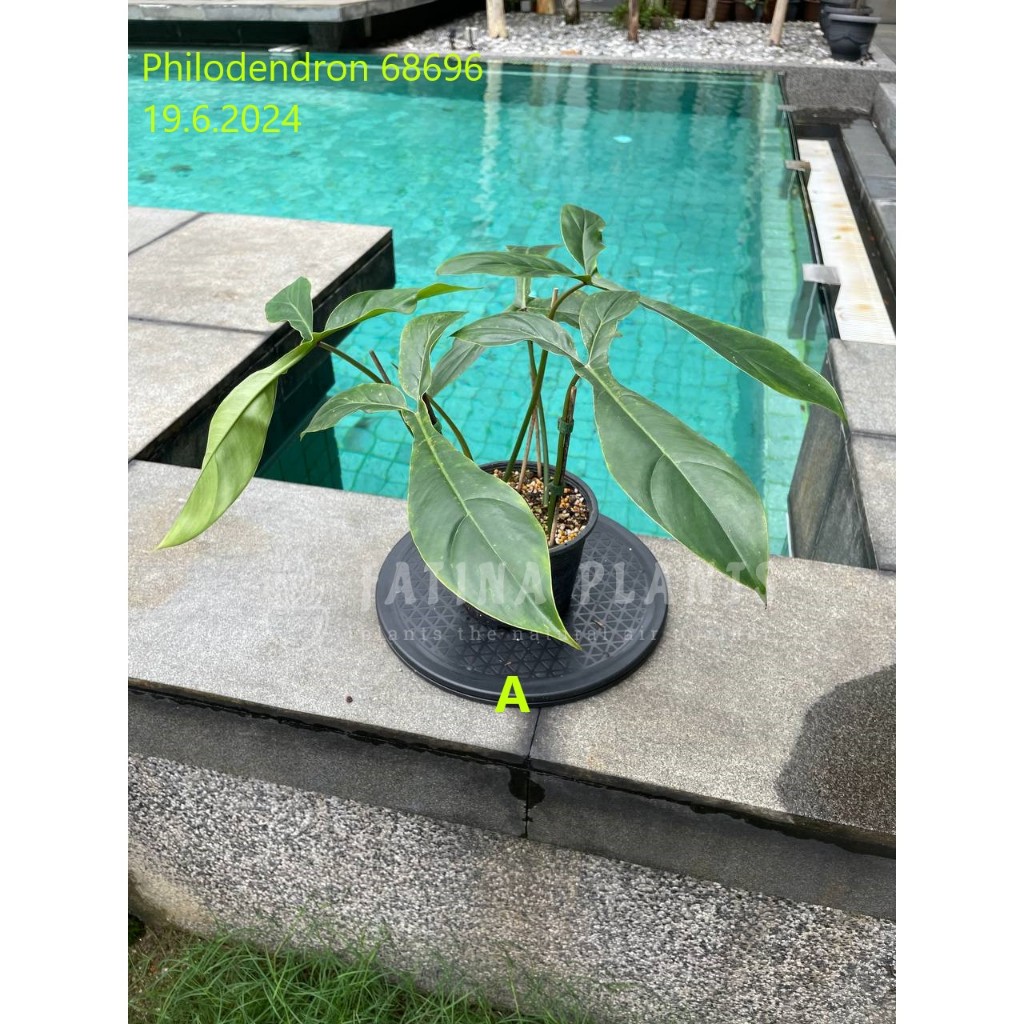 Philodendron 68696 [ LIVE Indoor Plant ] [ Pot Included ] [ Desk Plant ...