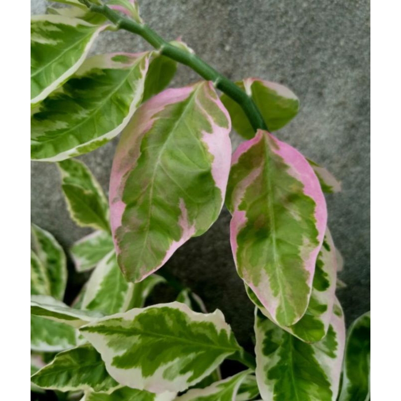 Pokok penawar lipan putih (hiasan) | Shopee Malaysia