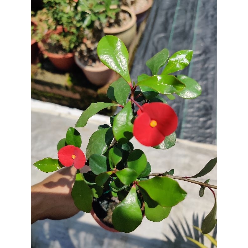 Euphorbia Geroldii Thornless 无刺起麒麟红花 Pokok Mahkota Putri Euphorbia Geroldii Shopee Malaysia