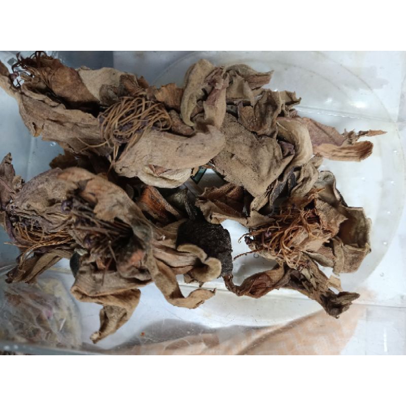 Bunga ratu pari / bunga mukmin | Shopee Malaysia