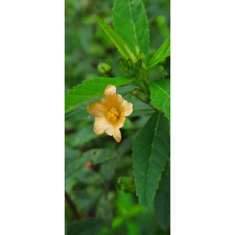 (現貨)ready stock/ 白背黄花稔種子/sida rhombifolia seeds/biji benih pokok ketam ...