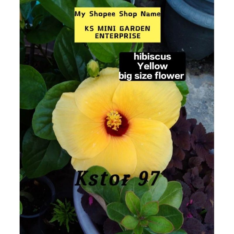 Anak pokok bunga raya warna kuning Hibiscus Yellow big flower 朱瑾花黄色 ...