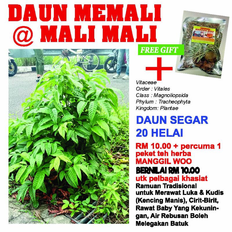 DAUN MEMALI @ MALI-MALI | Shopee Malaysia