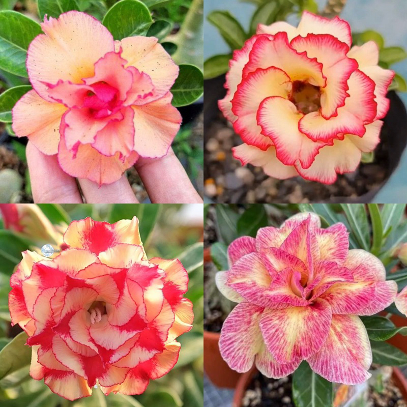 ADENIUM LIVE PLANT (POKOK BUNGA KEMBOJA) | Shopee Malaysia