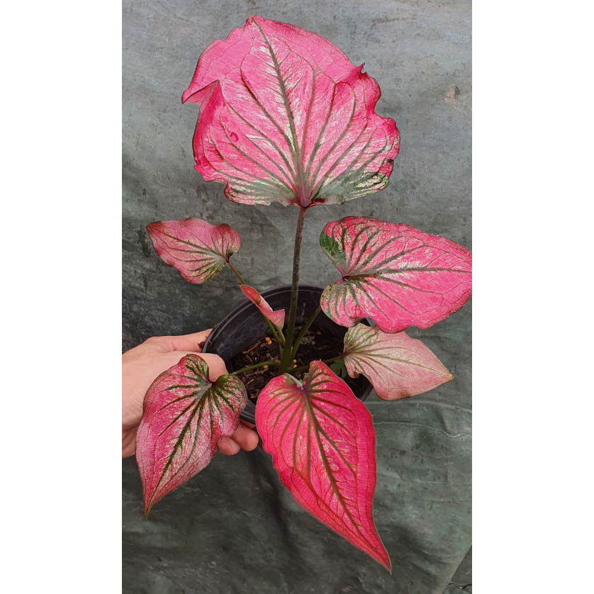 Biji Benih Keladi INFINITY CALADIUM INFINITY Seed - 5 Seed | Shopee ...