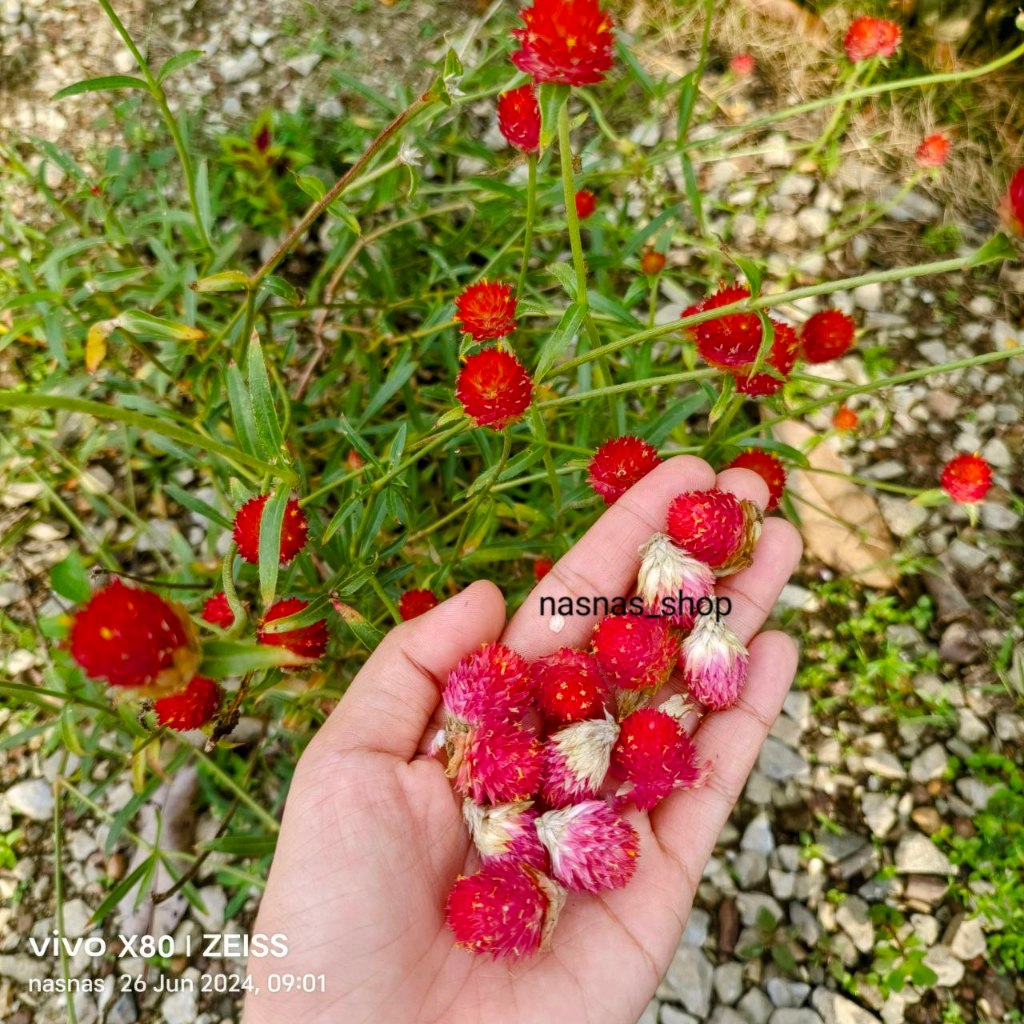 Biji Benih Bunga Butang Merah Red 20pcs Globe Amaranth Seeds Gomphrena ...