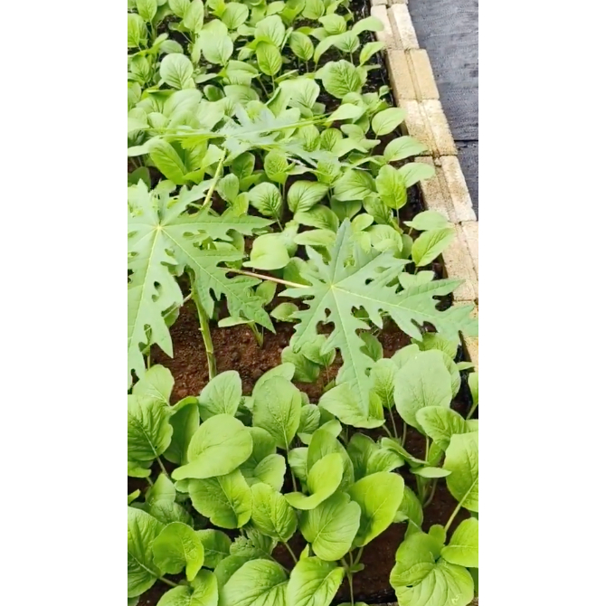 Biji Benih Sawi Hijau 500 pcs Seeds Vegetable Seed Vege Sayur | Shopee ...