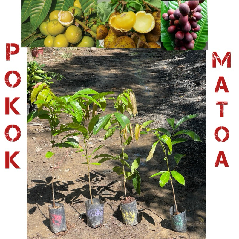 Pokok MATOA buah merah/kuning/purple/hijau thai / pokok longan berazil ...