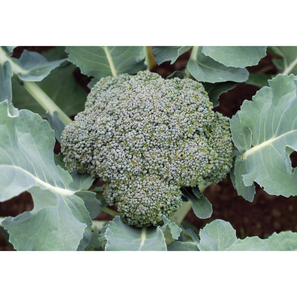 Biji Benih Brokoli Blue Wind Broccoli Seed - 100 Seed | Shopee Malaysia