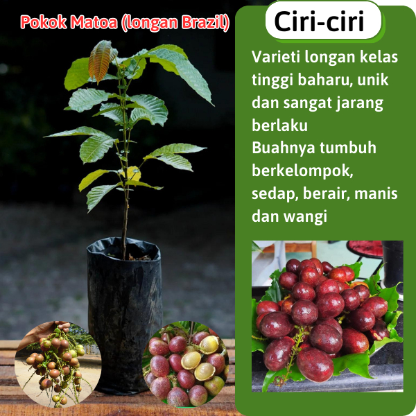Anak Pokok Pokok Matoa Longan Brazil Buahnya tumbuh berkelompok sedap ...