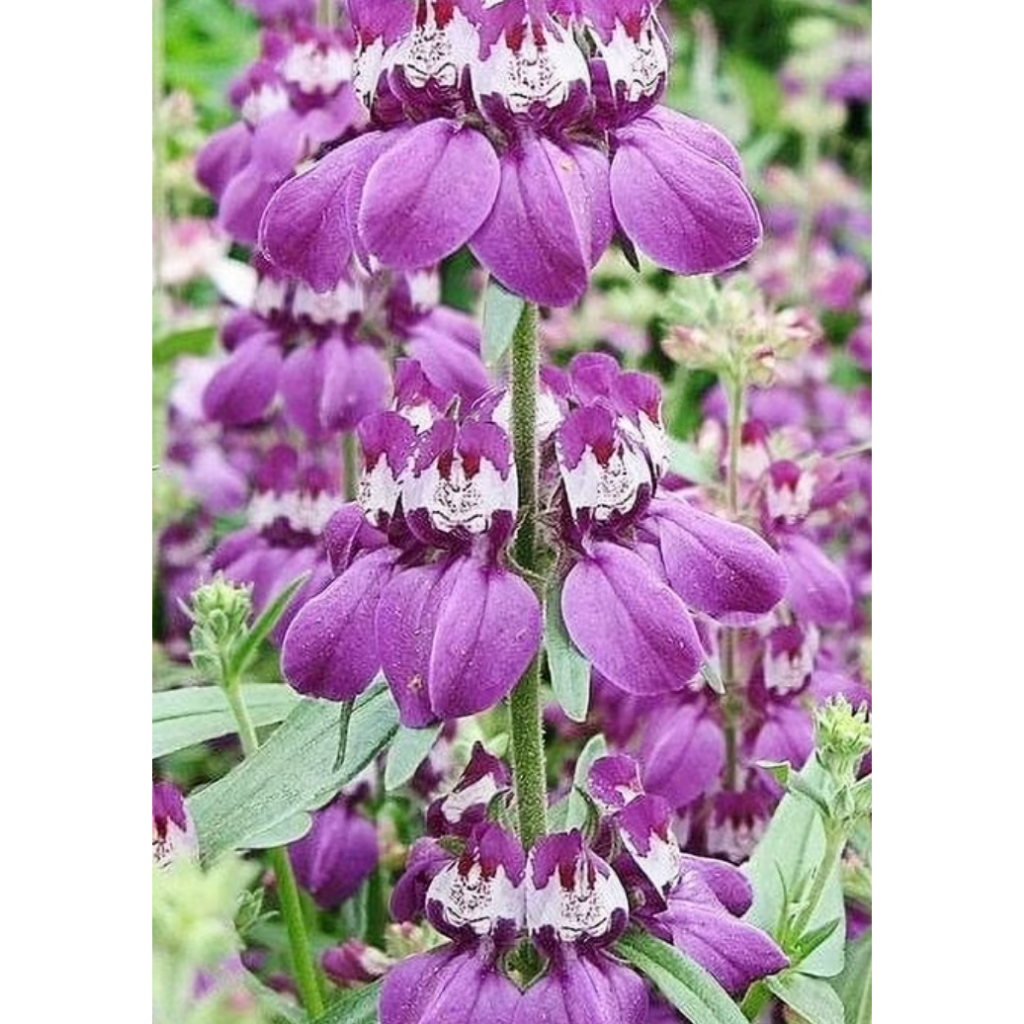 5 Pcs Biji Benih Bunga Chinese Houses Flower Seed | Shopee Malaysia