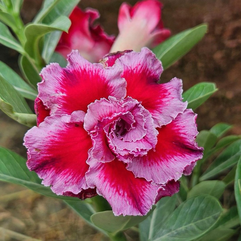 ADENIUM THAI REAL LIVE PLANT MULTI LAYER (POKOK BUNGA KEMBOJA RARE ID ...