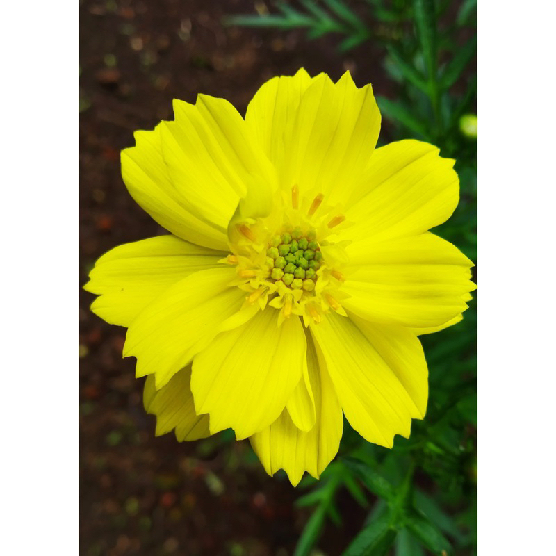 Yellow Cosmos seed / benih ulam raja kuning | Shopee Malaysia