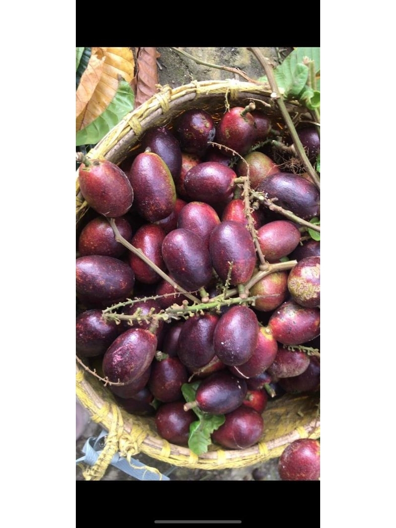 Buah Longan Brazil @ Kristal FRESHHH 1KG (Items Limited) | Shopee Malaysia