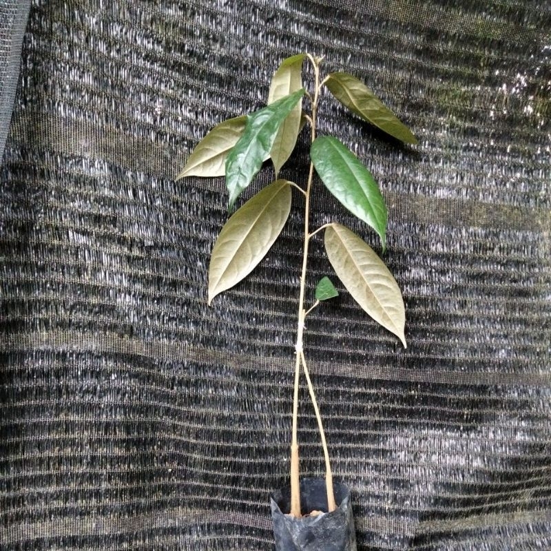 Anak pokok durian kampung kaki ganda dua hasil semaian biji durian klon ...