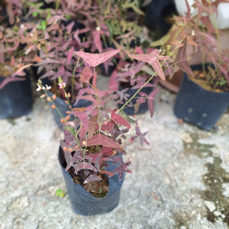 pokok Rama Rama / butterfly 🦋/ tahan panas / tahan lasak | Shopee Malaysia