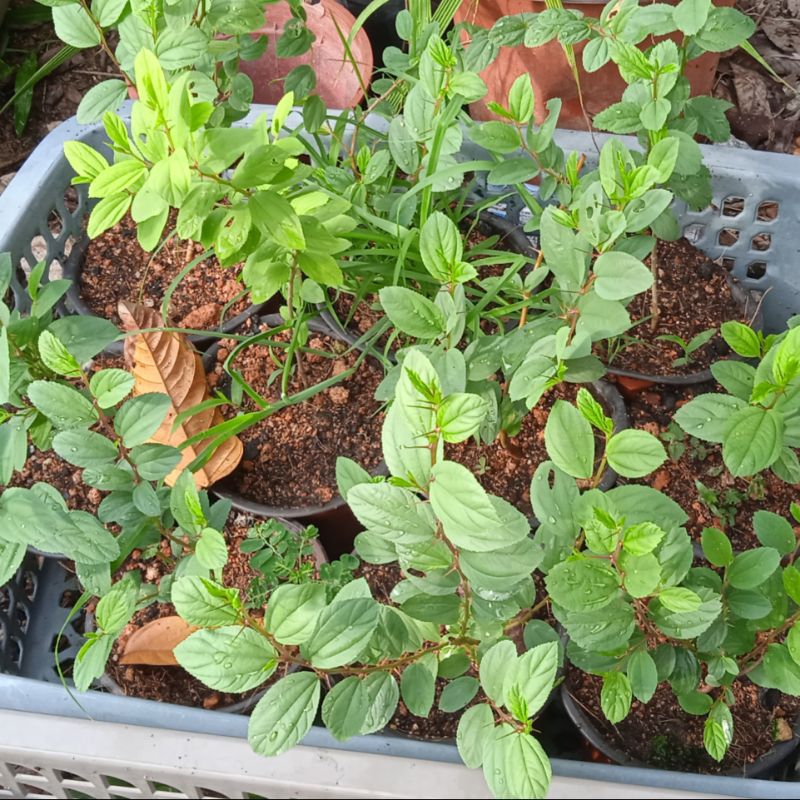 POKOK BIDARA DURI SAIZ BESAR RIMBUN + BAJA KOPI / BIDARA ARAB / BIDARA ...