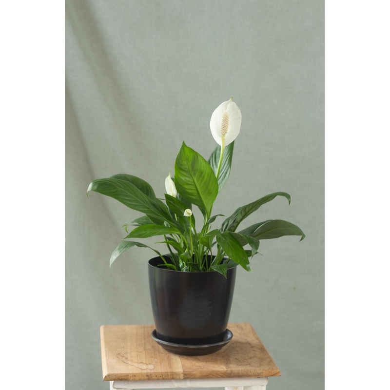 Pokok Bunga Peace Lily putih | Shopee Malaysia