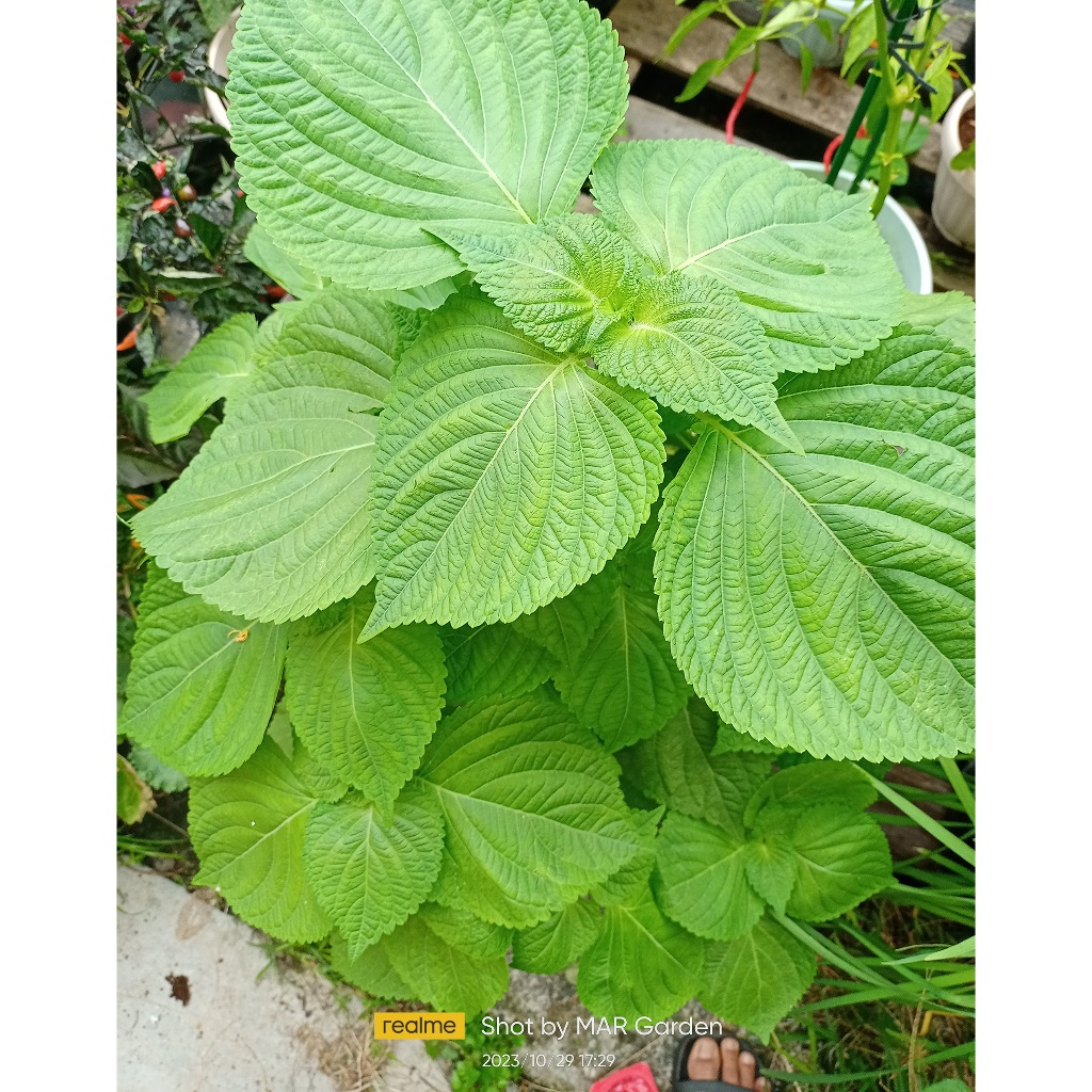 200 - 500 BIJI BENIH PERILLA GREEN SHISO,SESAME.NORTHEN WILD JAPANESE ...