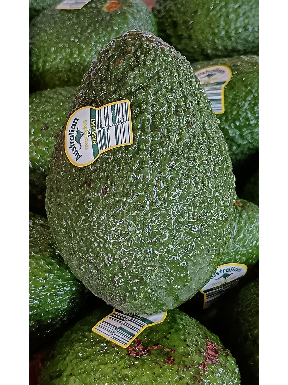 Australia Avocados Hass, High in Quality Unsaturated Fats, Creamy ...
