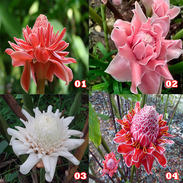 Anak Bunga Kantan Bunga Cantik Tahan Lama Mekar Sepanjang Tahun Percuma ...