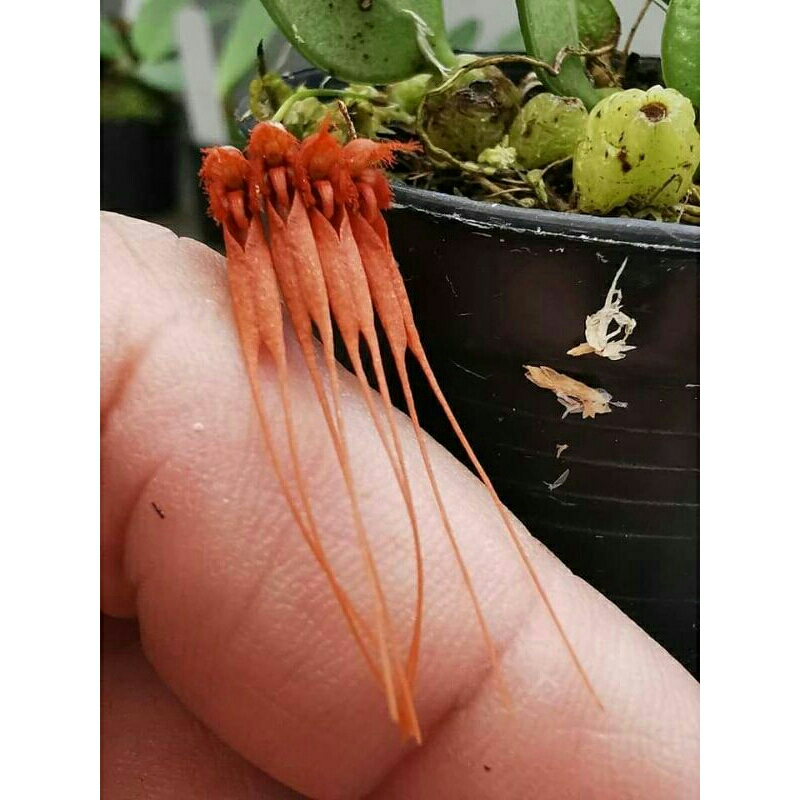 Orchid Bulbophyllum sridithii (miniature) | Shopee Malaysia