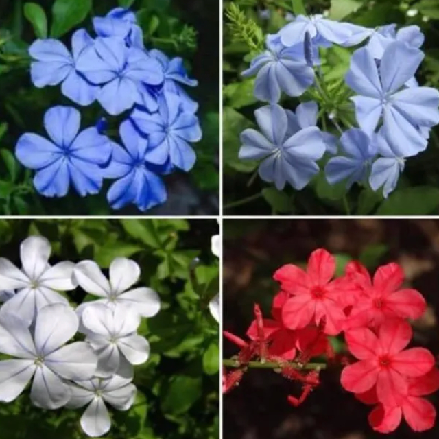 5 Biji Benih Pokok Bunga Plumbago Flower Seed Merah Baby Blue Imperial ...