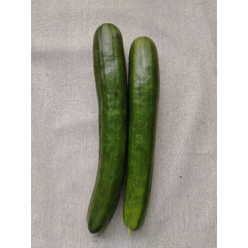 timun jepun/japanese cucumber | Shopee Malaysia