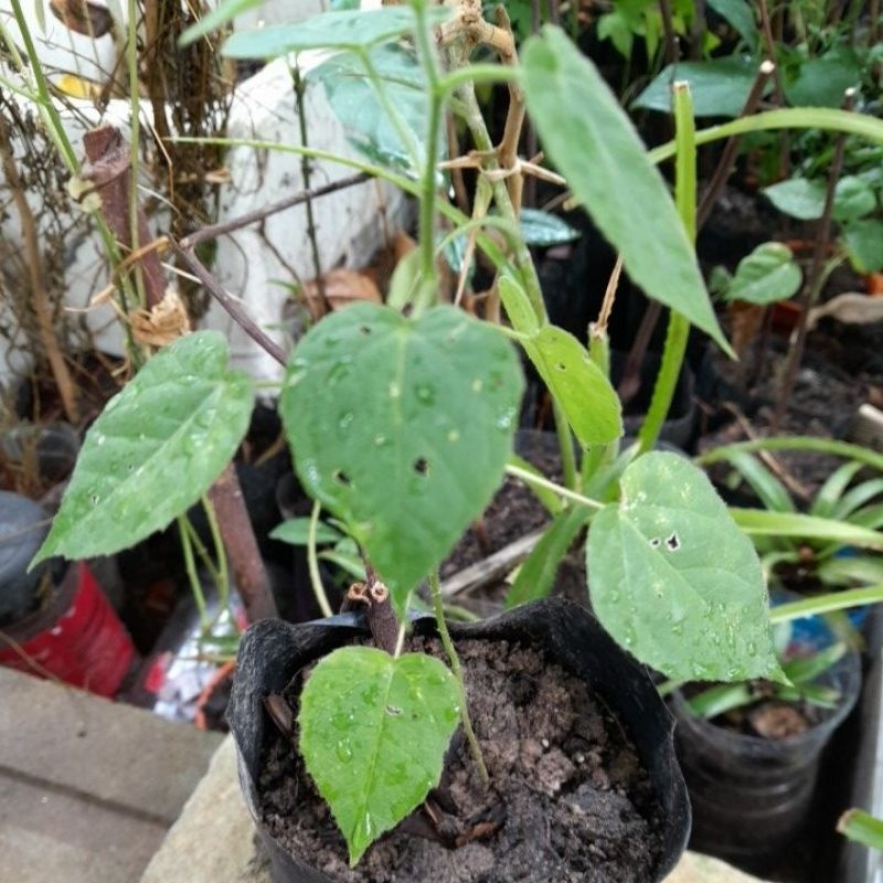 Anak pokok letup ulat bulu[sepokok] atau 300g Daun dan batang | Shopee ...