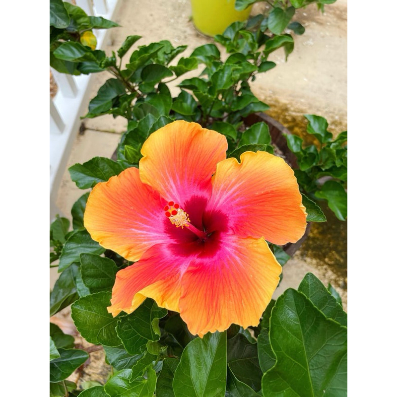 Keratan Bunga Raya Hybrid cantik pelbagai variasi ( 1 cutting ...