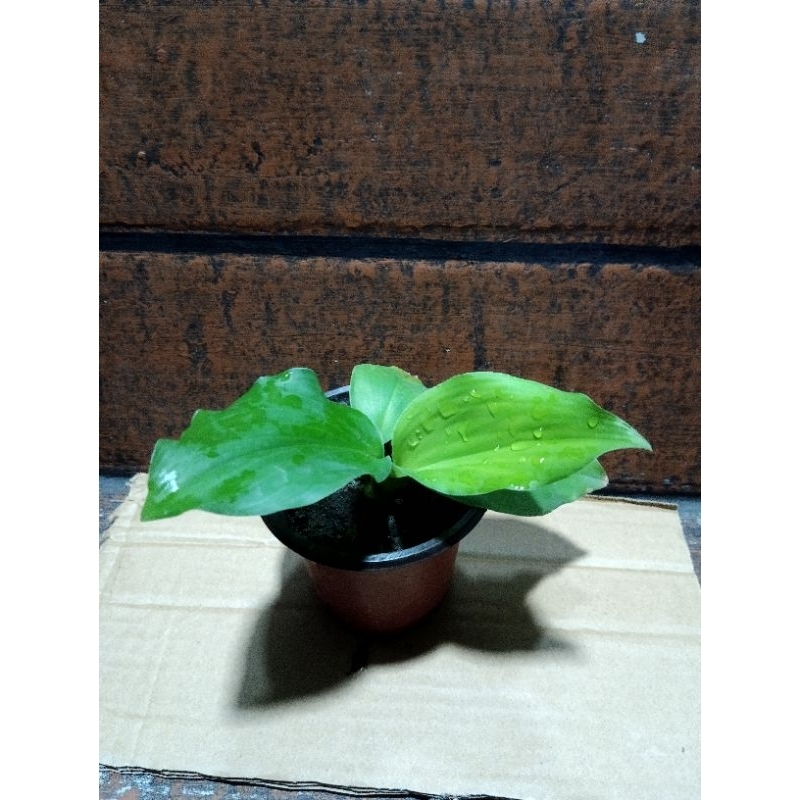 Pokok Ulam Cekur/Kencur | Shopee Malaysia