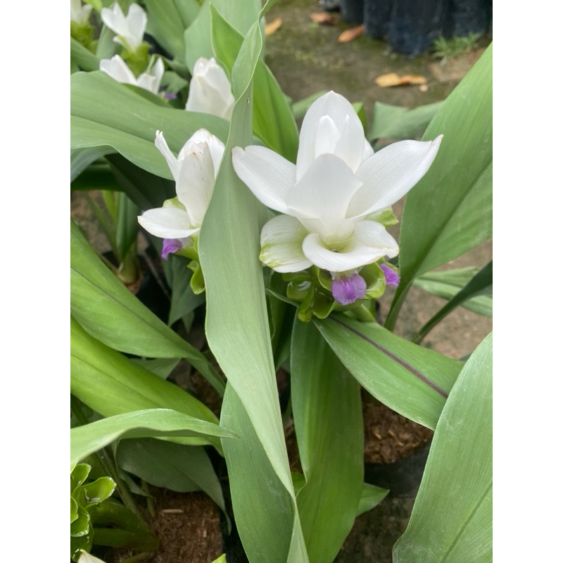 Pokok Temu Pauh @ Temu Lawak Putih | Shopee Malaysia