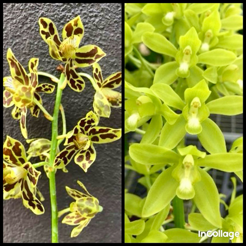 🔥RARE🔥 ORCHID GRAMMATOPHYLLUM TIGER / GREEN / ORKID GRAMATO / GRAMMATO ...