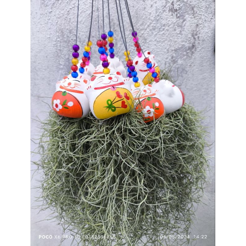 LUCKY CAT hanging plant Spanish Mosd Janggut Adam | Shopee Malaysia