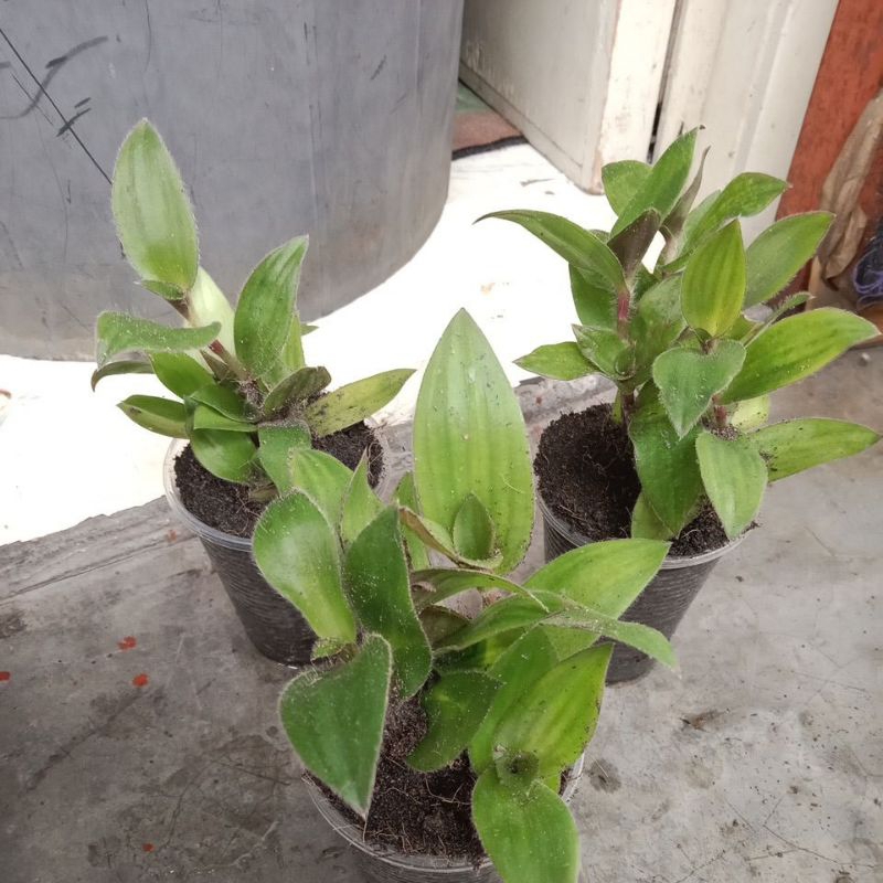 ANAK POKOK TELINGA KERA | Shopee Malaysia