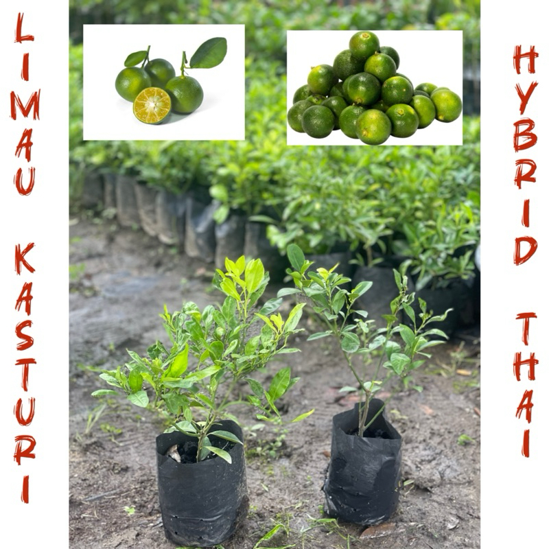 POKOK LIMAU KASTURI (HYBRID) / POKOK LIMAU KASTURI KAWIN CEPAT BERBUAH ...