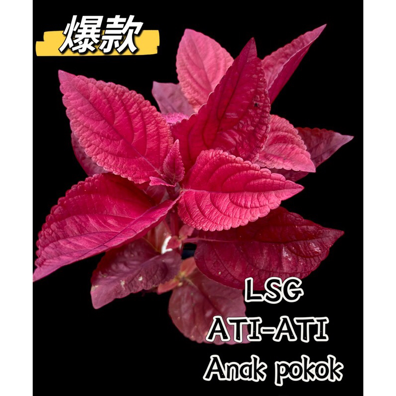 【LSG】Ati-ati daun merah | Red leaf pokok Hiasan luar rumah| outdoor ...