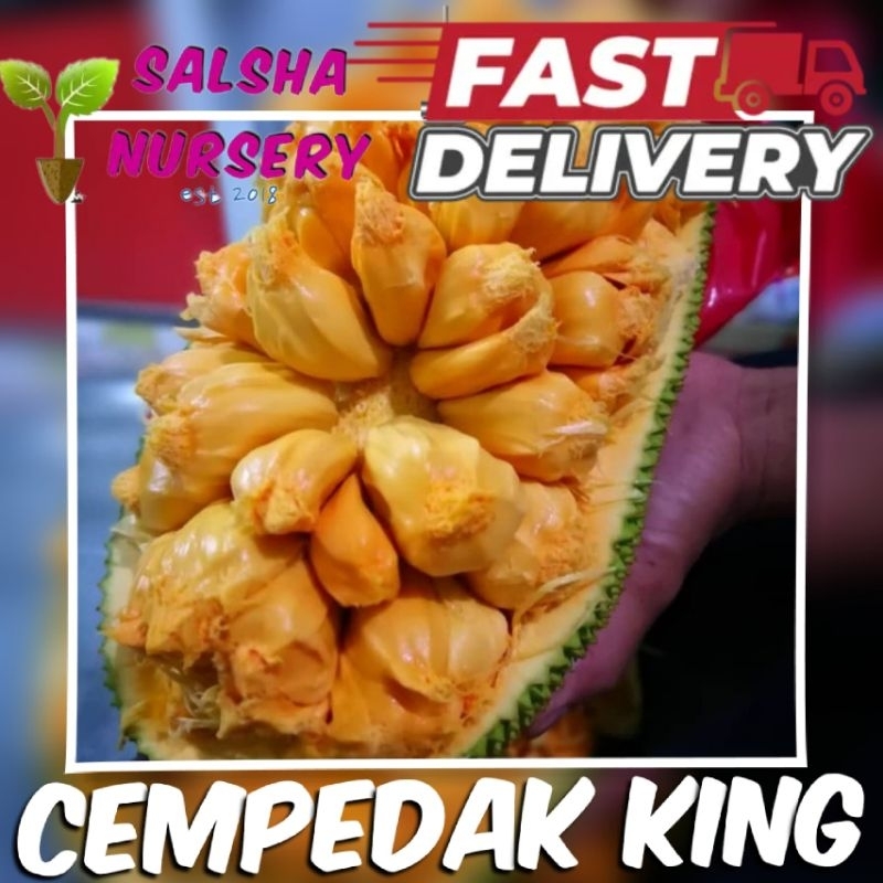 💥🔥 Pokok CEMPEDAK KING pokok kahwin cepat berbuah | Shopee Malaysia