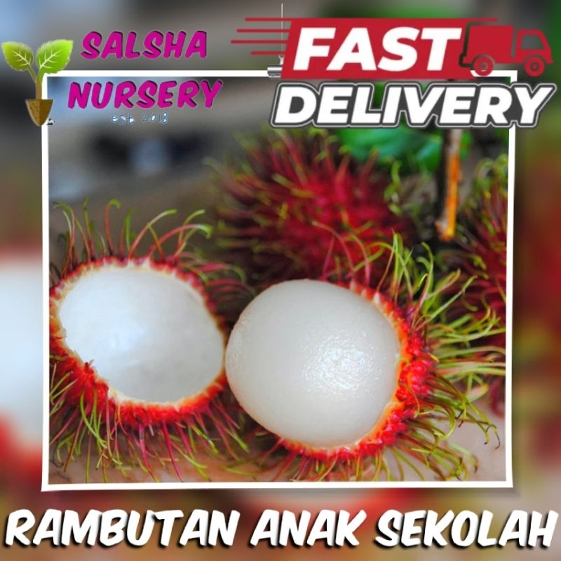 💥🔥 pokok RAMBUTAN ANAK SEKOLAH rambutan kahwin cepat berbuah | Shopee ...