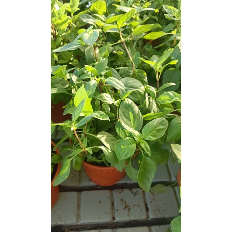 Pokok Thai Basil 150p 🌿🌿🌿 | Shopee Malaysia