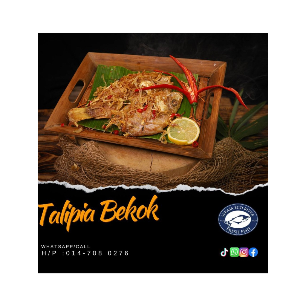 IKAN BEKOK TALAPIA SANGKAR SUNGAI KELANTAN | Shopee Malaysia