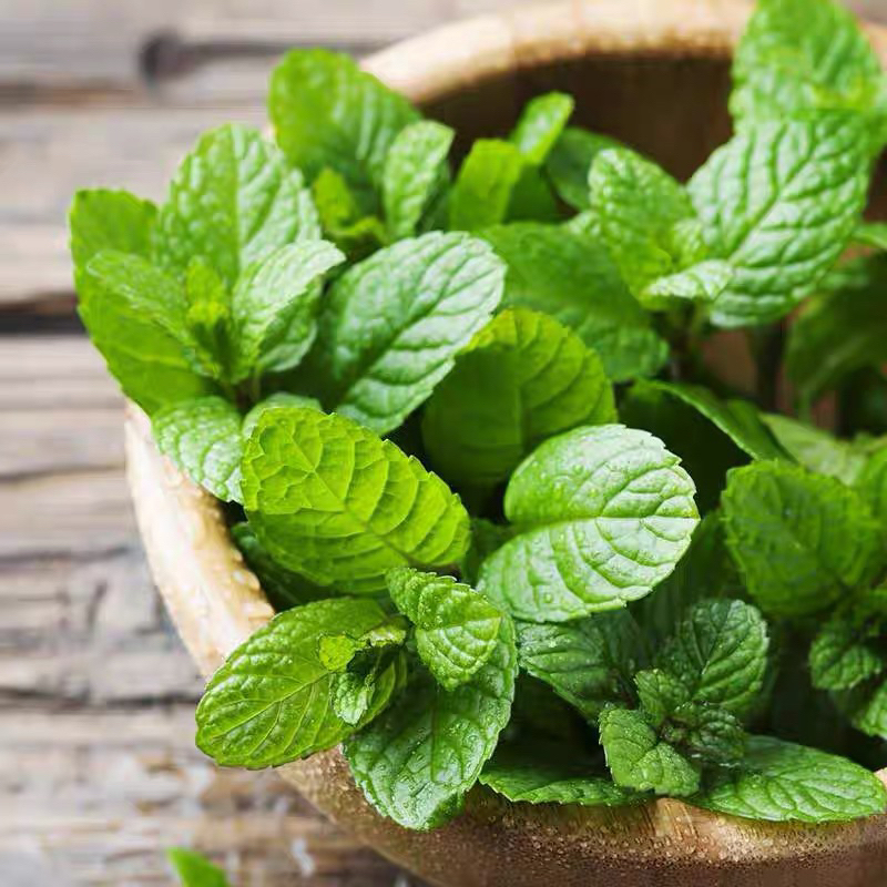 1000pcs Biji Benih Pudina | Edible Mint /可食用 薄荷种子 | Shopee Malaysia