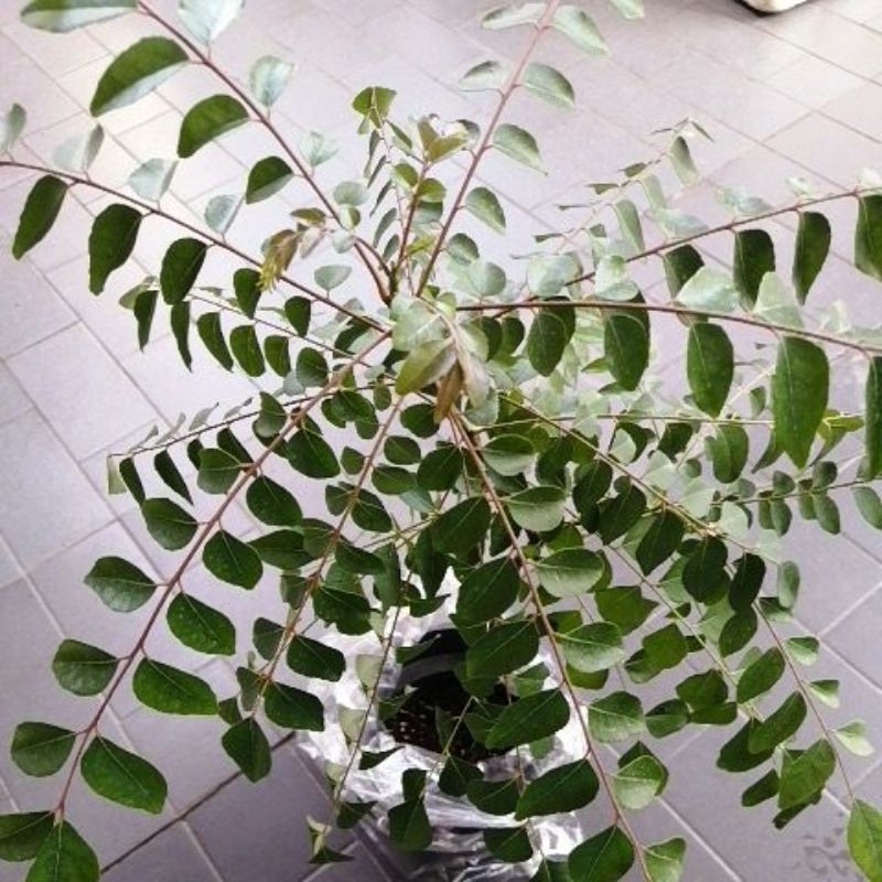 Anak Pokok Daun Kari batang merah wangi urat merah curry leaf tree ...